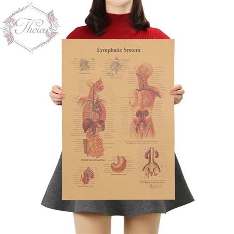 The Lymphatic System A Comprehensive Visual Guide Pdf Hq File Etsy Canada