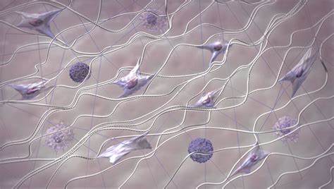 Extrazelluläre Matrix Definition Und Bestandteile