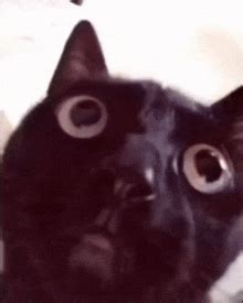 Blank Stare Cat 