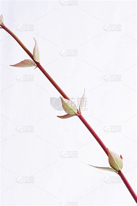 在白色背景上具孤立的幼叶的单枝