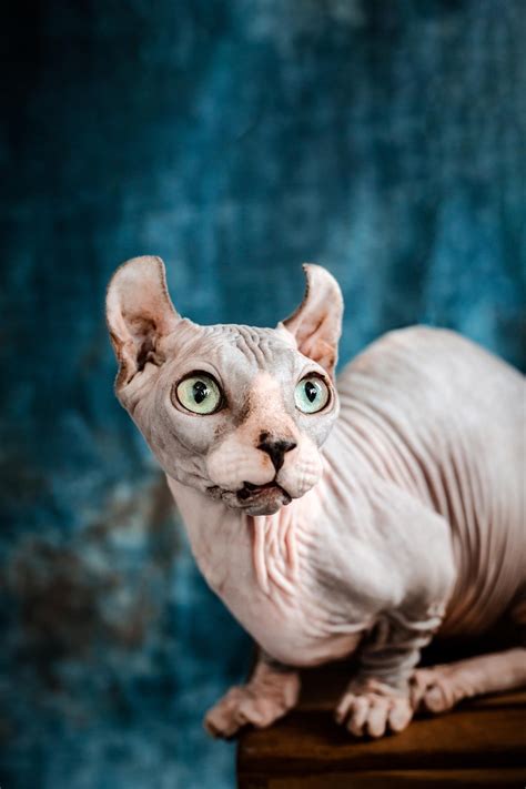 Hairless Cat