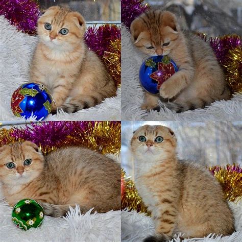 Окрас шотландских котят (39 лучших фото)