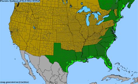 Native Sea Lavender Limonium Carolinianum Plug Plant Buying