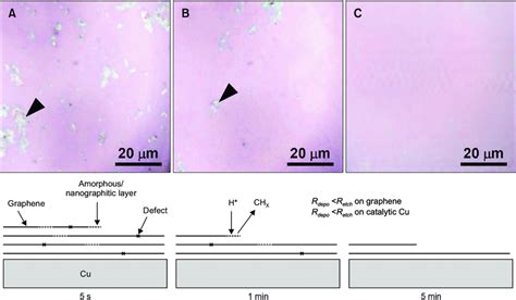 Optical Microscope Images And Corresponding Schematics Of Graphene