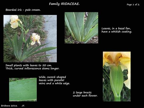 Bearded Irises Botany Brisbane