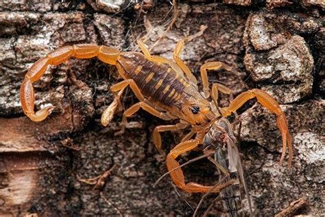 What Everyone In Las Vegas Needs To Know About Brown Bark Scorpions