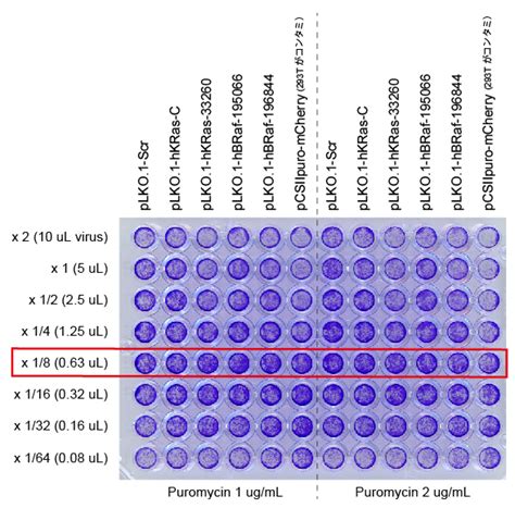 Crystal Violet Staining And Caliculation Aokilab