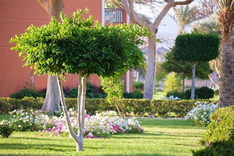 Big Tree Growing In Green Lash Grass Agriculture And Gardening Stock