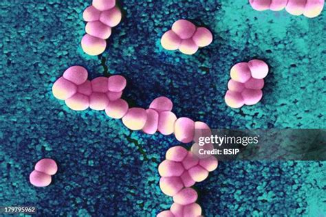 Microscopic Image Of Staphylococcus Aureus Photos And Premium High Res Pictures Getty Images