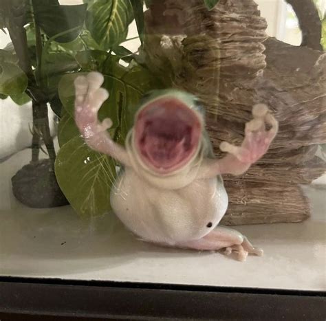 Pets Frog Art Frogs Pet Costume Funny Animal Pics Funny Animal Art