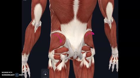 Muscle Imbalances Gait Patterns And The Met Technique El Paso Tx