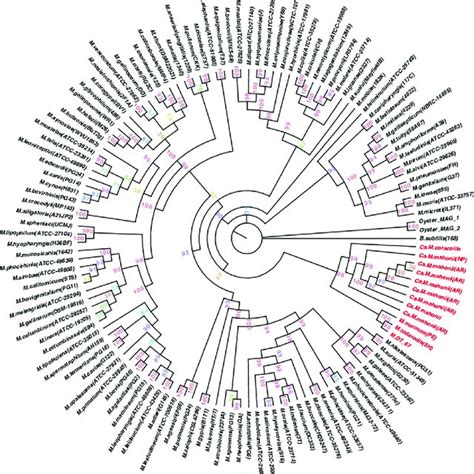 Multilocus Maximum Likelihood Phylogenetic Tree The Multilocus