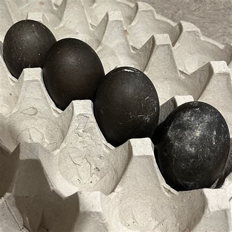 Hatching Eggs Burberry Homestead