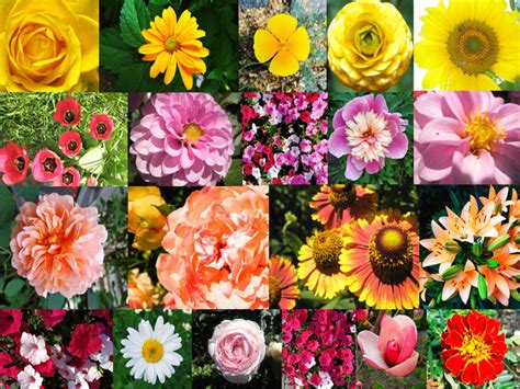 Diffe Types Of Flowers Names And Images Infoupdate Org
