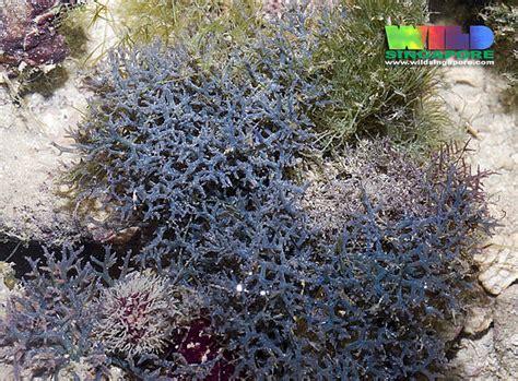 Blue Hypnea Algae Is A Macroalgae Worth Growing For Its Looks Reef
