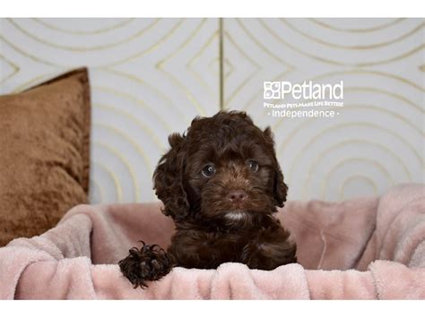 Cockapoo 2nd Generation Small Animal Chocolate Id5769 Located At