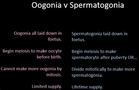 Spermatogenesis Flashcards Quizlet
