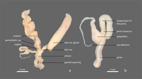 New Snug A Snail With A Too Small Shell Described From Brunei Rainforest
