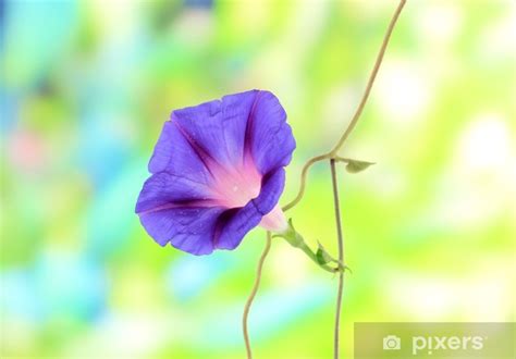Fotobehang Blauwe Winde Winde Bloem Op De Natuur Achtergrond Pixersbe