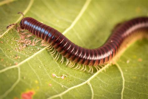 Jakie Są Robaki Podobne Do Stonogi Insektpol