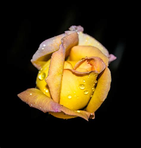 Rosebud and Dew Photograph by Judy Hall-Folde - Fine Art America