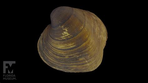 Ring Pink Freshwater Mussel 3d Model By Floridamuseum 3826365