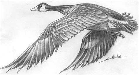 Flying Goose Drawing At Explore Collection Of