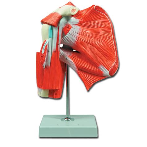 Sistem Muscular Uman Umar Anatomia Omului Produse Medicale