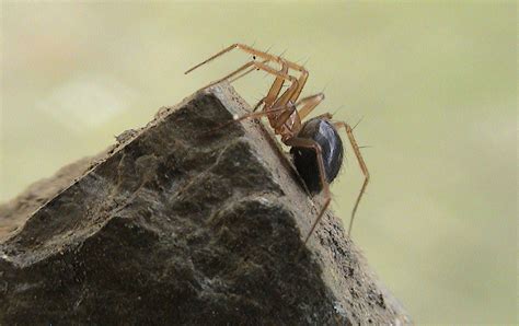 Biodiversity Crucial Uk Insects At Risk Of Extinction Decomag