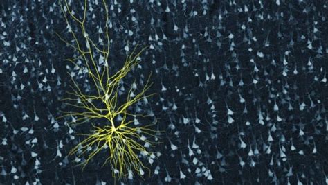 Basics Of Cnn In Deep Learning Analytics Vidhya