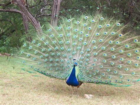 Peacock Struts His Stuff Stock Image Image Of Proud 104280119