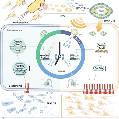 Schematic Illustration Of Nuclear Gene Delivery Via Intracellular