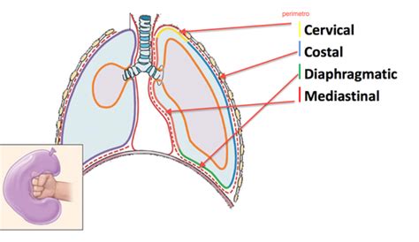 The Pleura And Pleural Cavity 6 Flashcards Quizlet