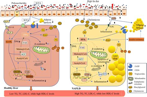 Polysaccharides Benefits Learn About The Benefits Of Polysaccharides