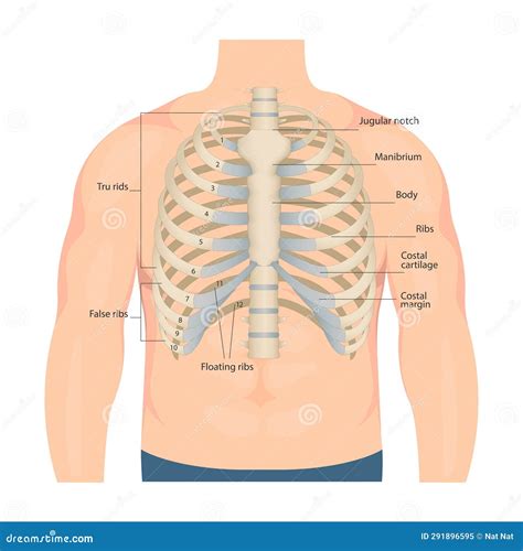 Bones Of The Human Chest Bones Of The Chest With The Name And