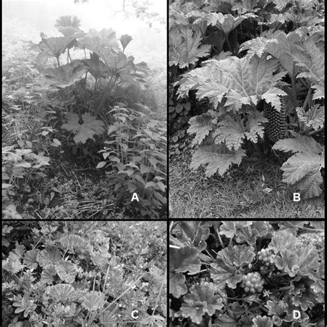 A Gunnera Apiculata B Gunnera Tinctoria C Gunnera Magellanica D Download Scientific