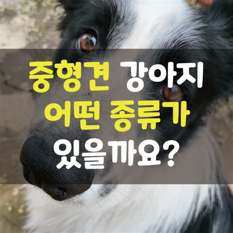 중형 강아지 종류 중형견 기준과 견종 알아봐요