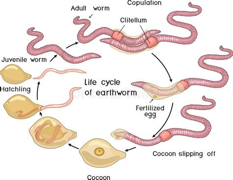Life Cycle Of Earthworm From Juvenile Earthworm Hatching From Cocoon To Copulation Of Two Adult
