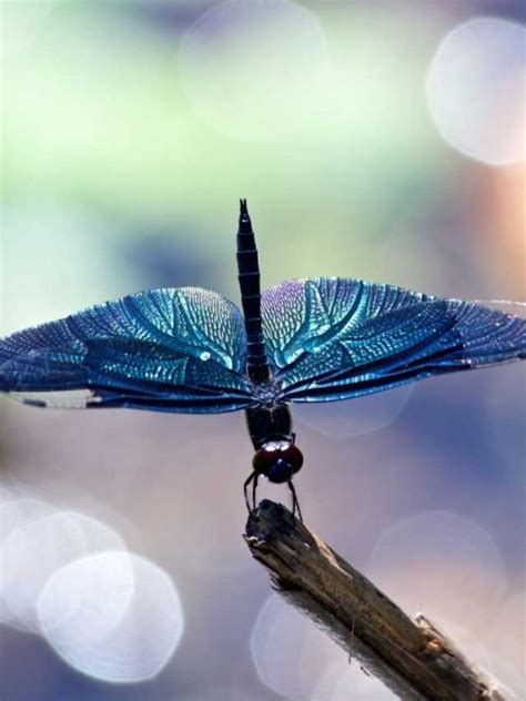 25 Dragonfly Dream Meaning And Interpretations