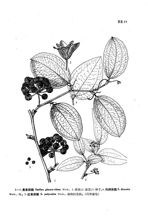红果菝葜图册360百科