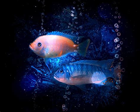 Red Zebra Cichlid Male Or Female Julusimply