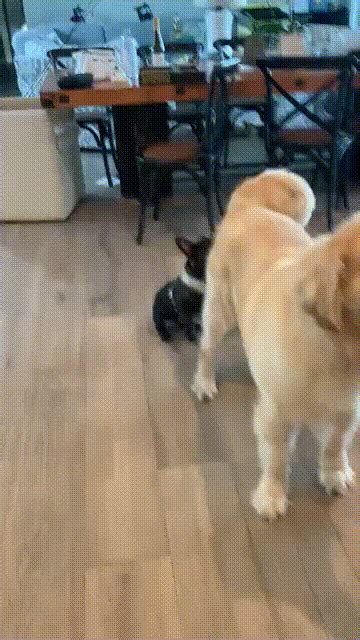 собаки хвост гиф анимация гифки ПРИКОЛЬНЫЕ  анимашки