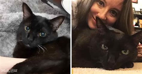 From Unwanted To Loved The Heartwarming Story Of A Little Black Cat