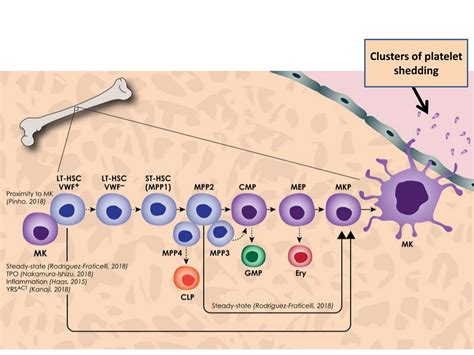 Blood Physiology Structure And Characteristics Of Plateletspptx