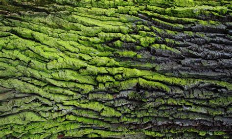 Events And Webinars Next Generation Sequencing Element Biosciences