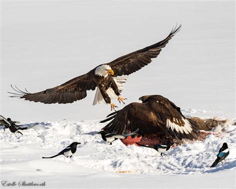 🔥a Bald Eagle And Golden Eagle Clash Over A Carcass Rnatureisfuckinglit