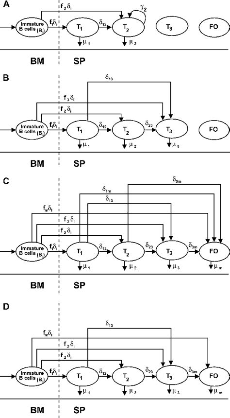 A The Transitional 2 T 2 B Cell Subset And Its Rate Parameters T