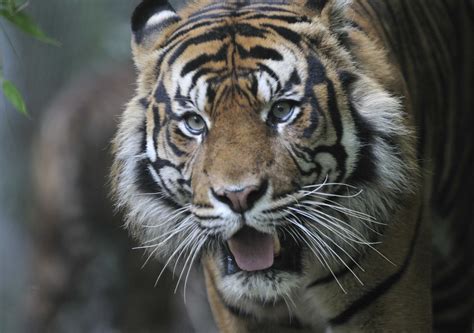 Sumatran Tigers Sumatra Tiger Panthera Tigris Sumatrae Flickr