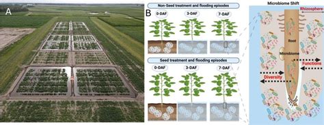 How Flooding Affects Soybean Yield And Microbiomes A Study In Stoten