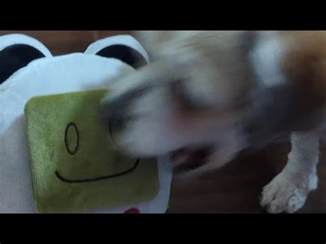 Pal Percy Plush Has Arrived Playtime With Percy Youtube